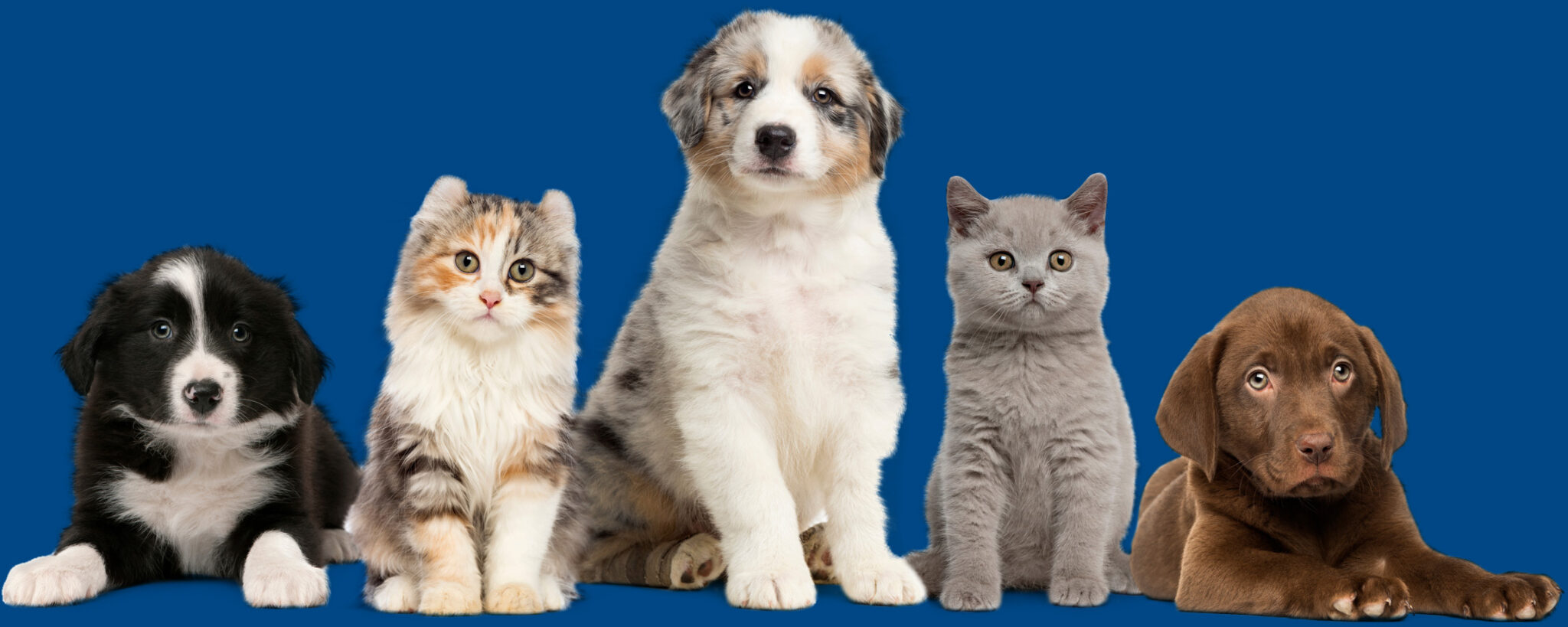 Group of pets: kitten and puppy on a raw | Ashley's Waggin' Wheels ...